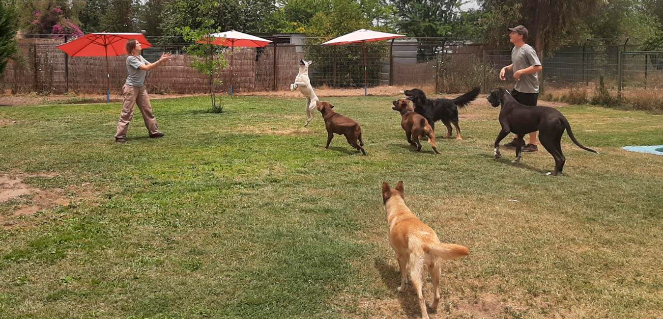 Jardin Animal | Un espacio para tu mascota